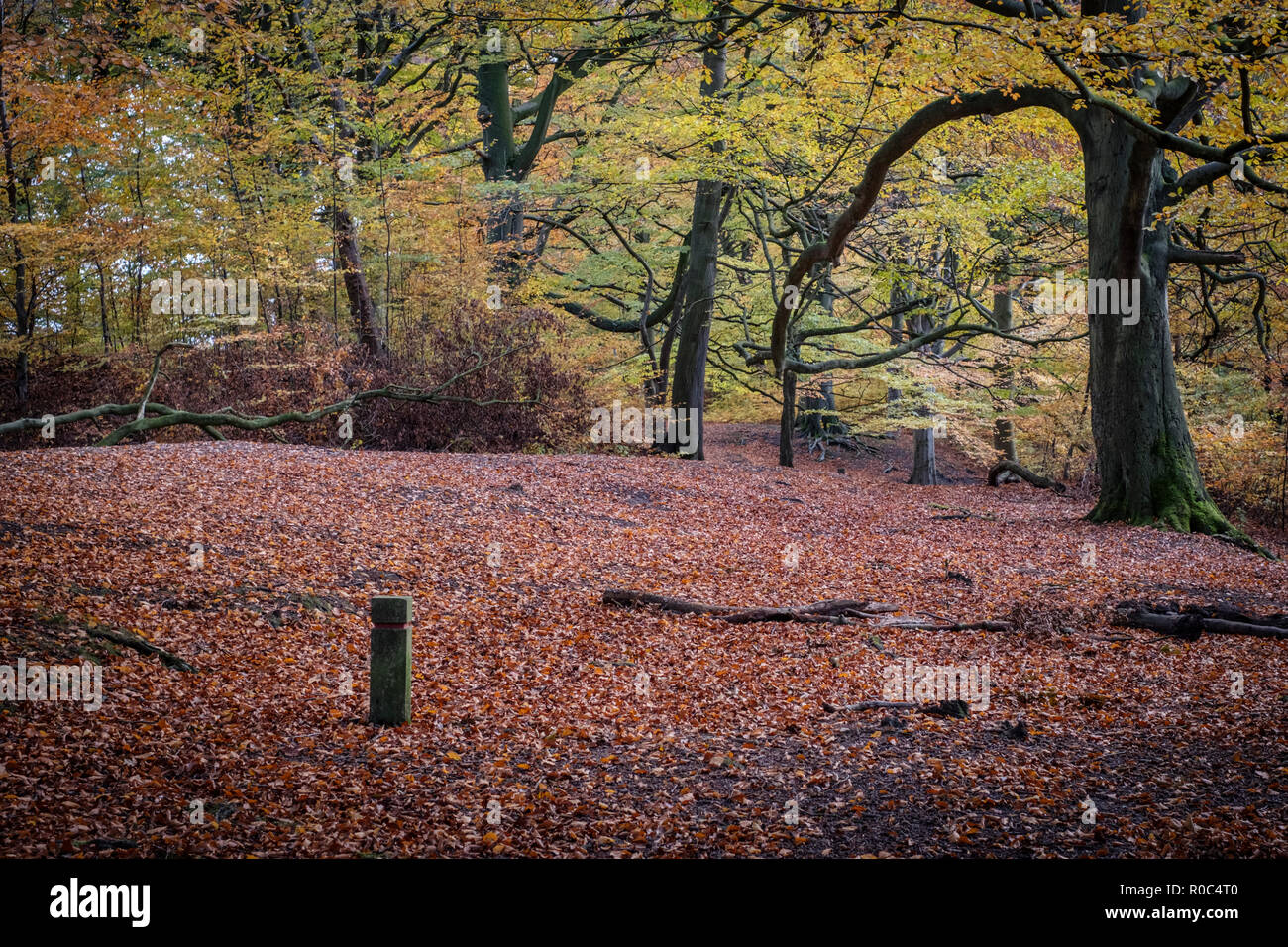 Autumnal scenes in Judy Woods, Wyke, Bradford, West Yorkshire, England ...
