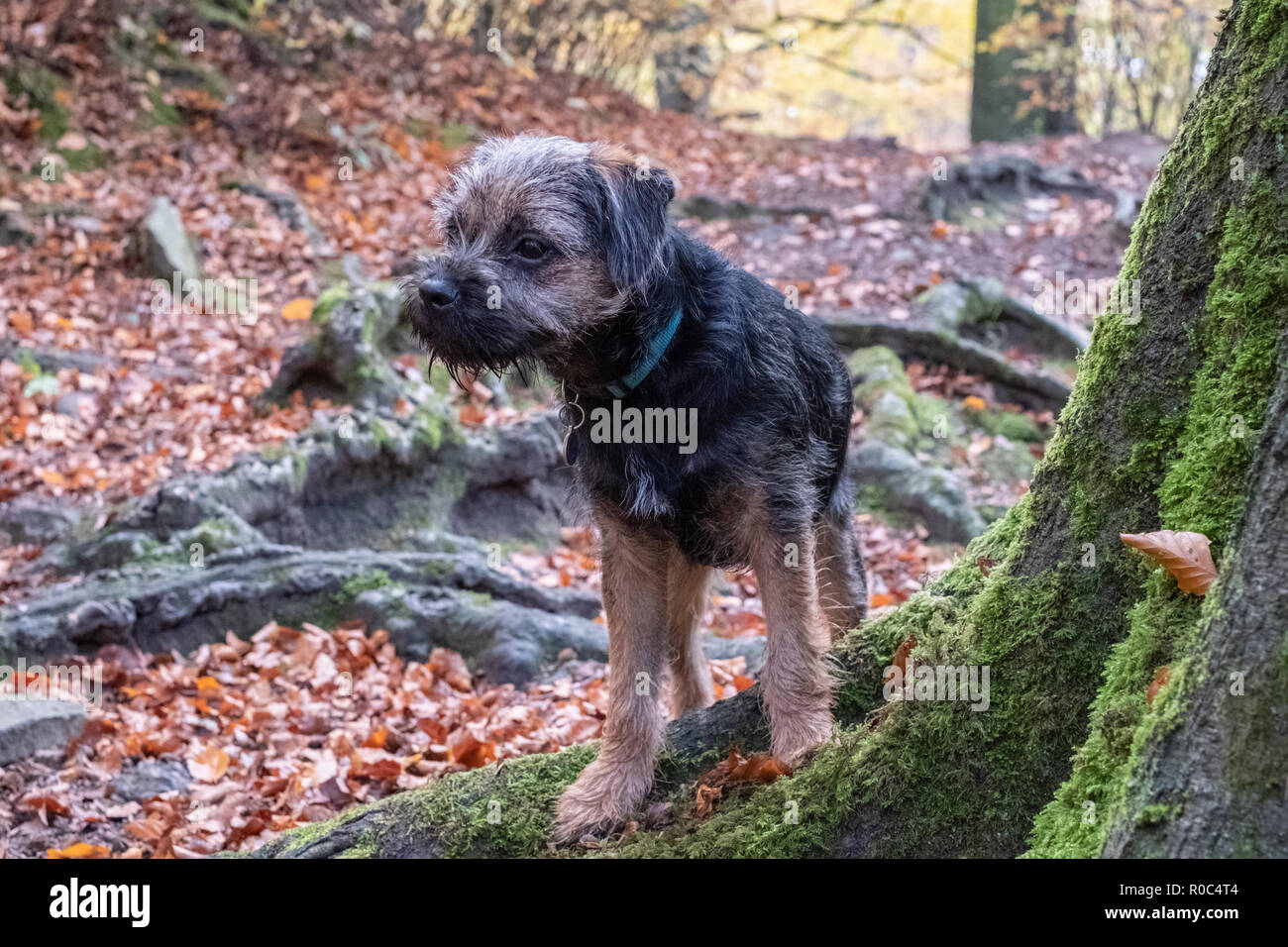 A Blue and Tan Border Terrier Puppy Dog Stock Photo - Alamy