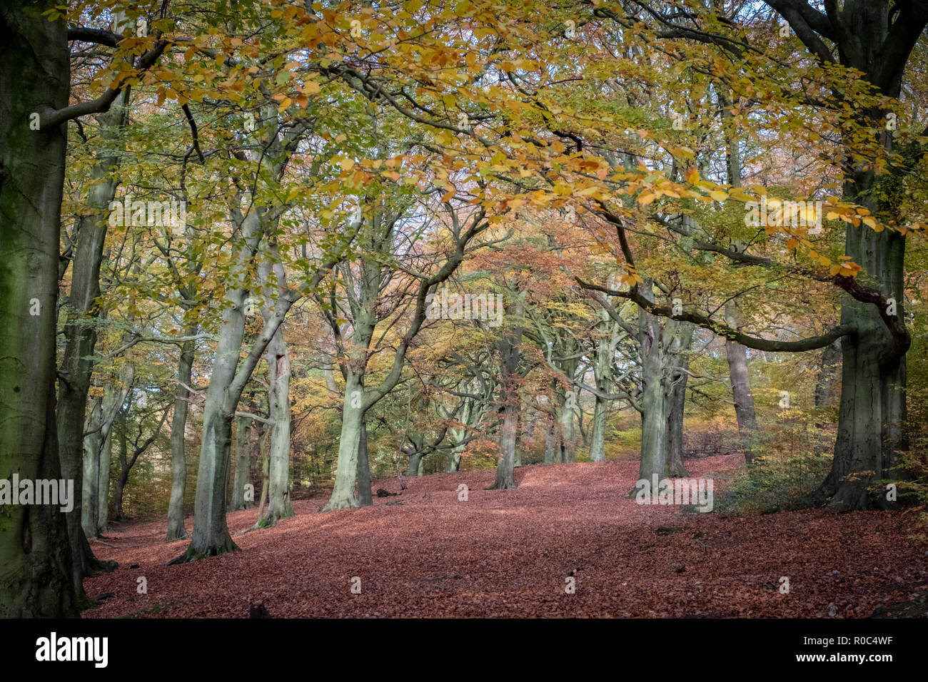 Autumnal scenes in Judy Woods, Wyke, Bradford, West Yorkshire, England ...