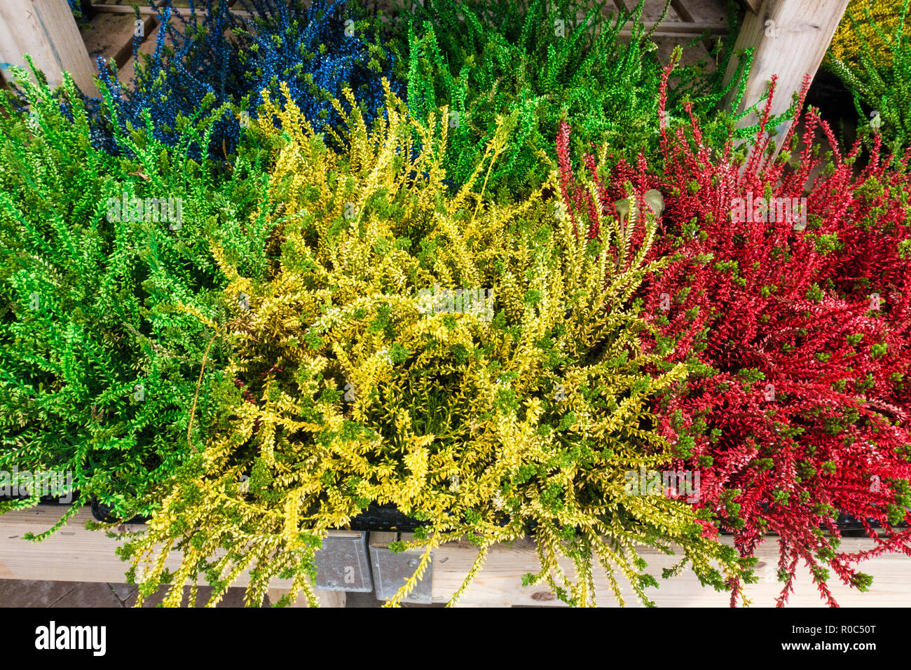Painted calluna hi-res stock photography and images - Alamy