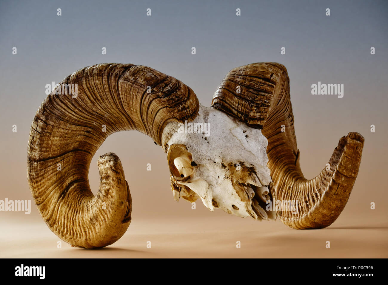 Bighorn Sheep Skull Stock Photo - Alamy