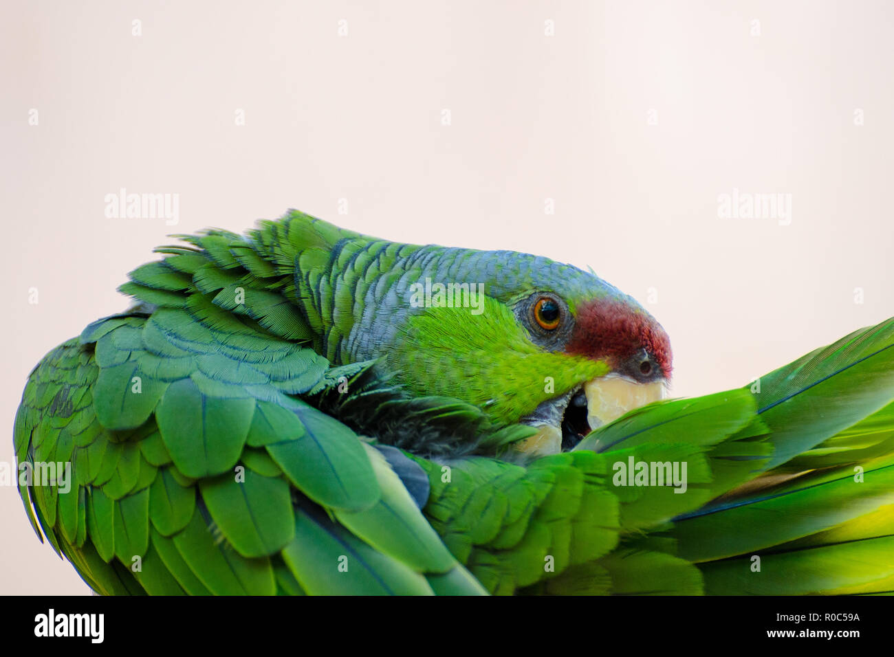 Lilac crowned amazon hi-res stock photography and images - Alamy