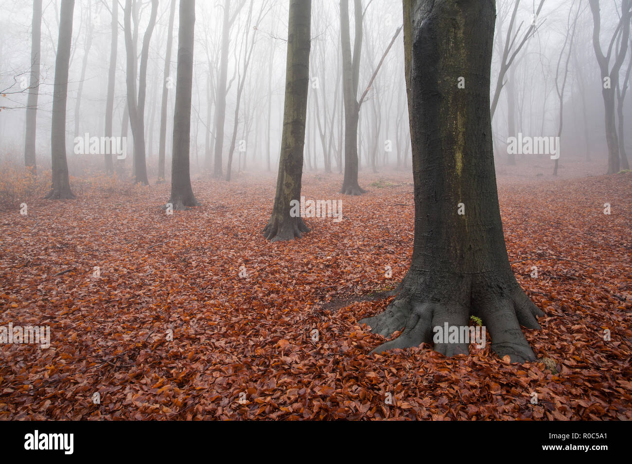 Dark beech hi-res stock photography and images - Alamy