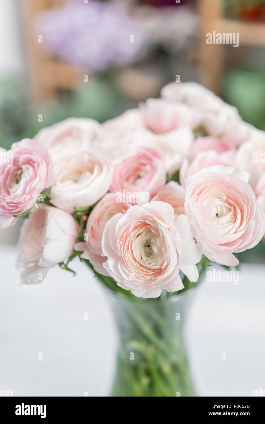 Ranunculus asiaticus or Persian Buttercup. Bunch of pastel pink blossom ...
