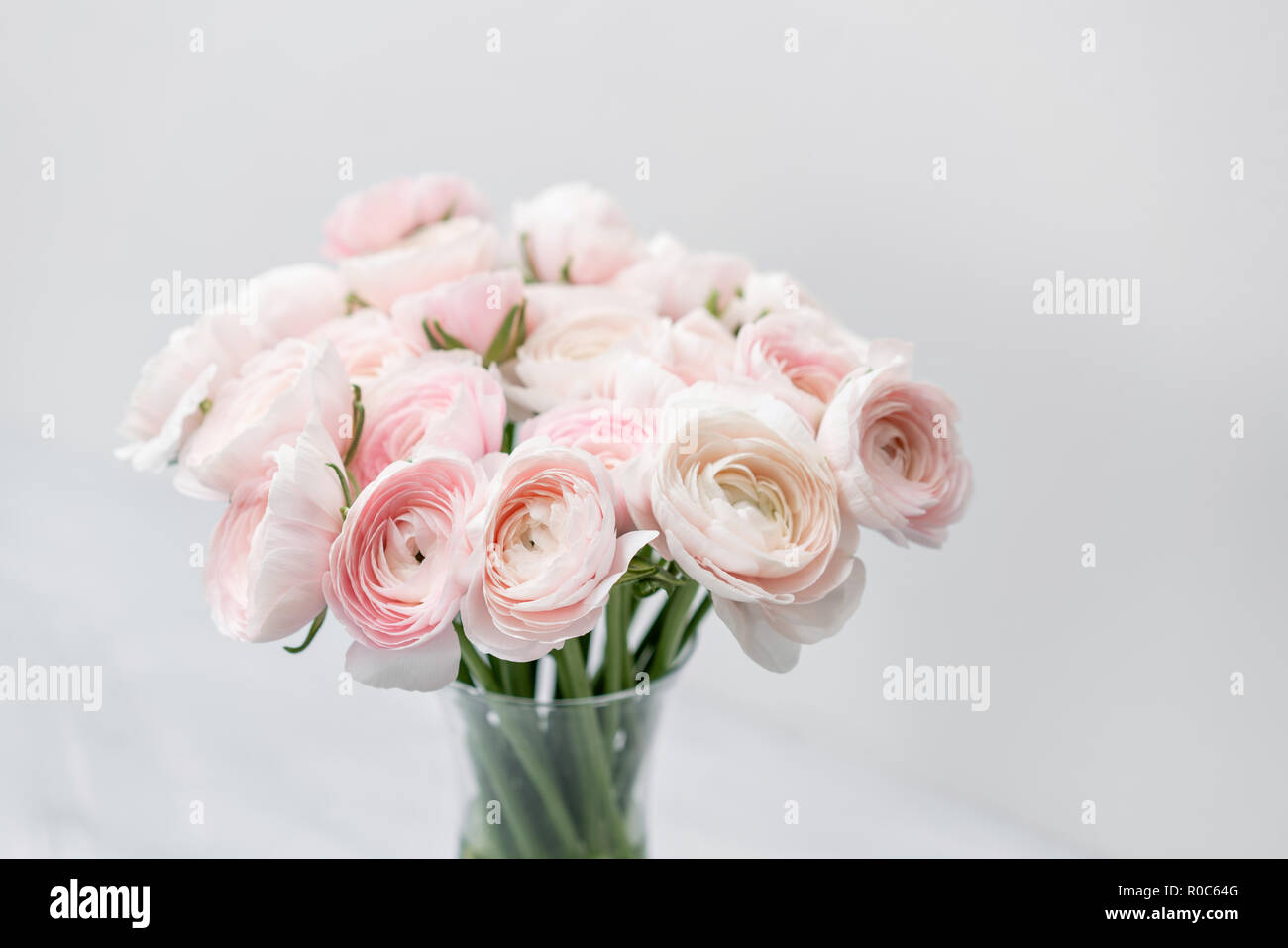 Ranunculus asiaticus or Persian Buttercup. Bunch of pastel pink blossom ...
