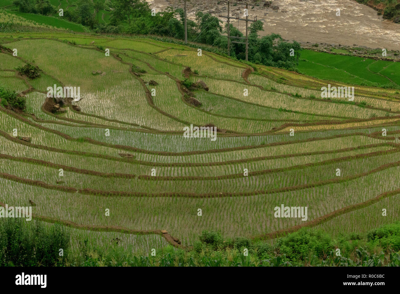 Rice field management hi-res stock photography and images - Alamy
