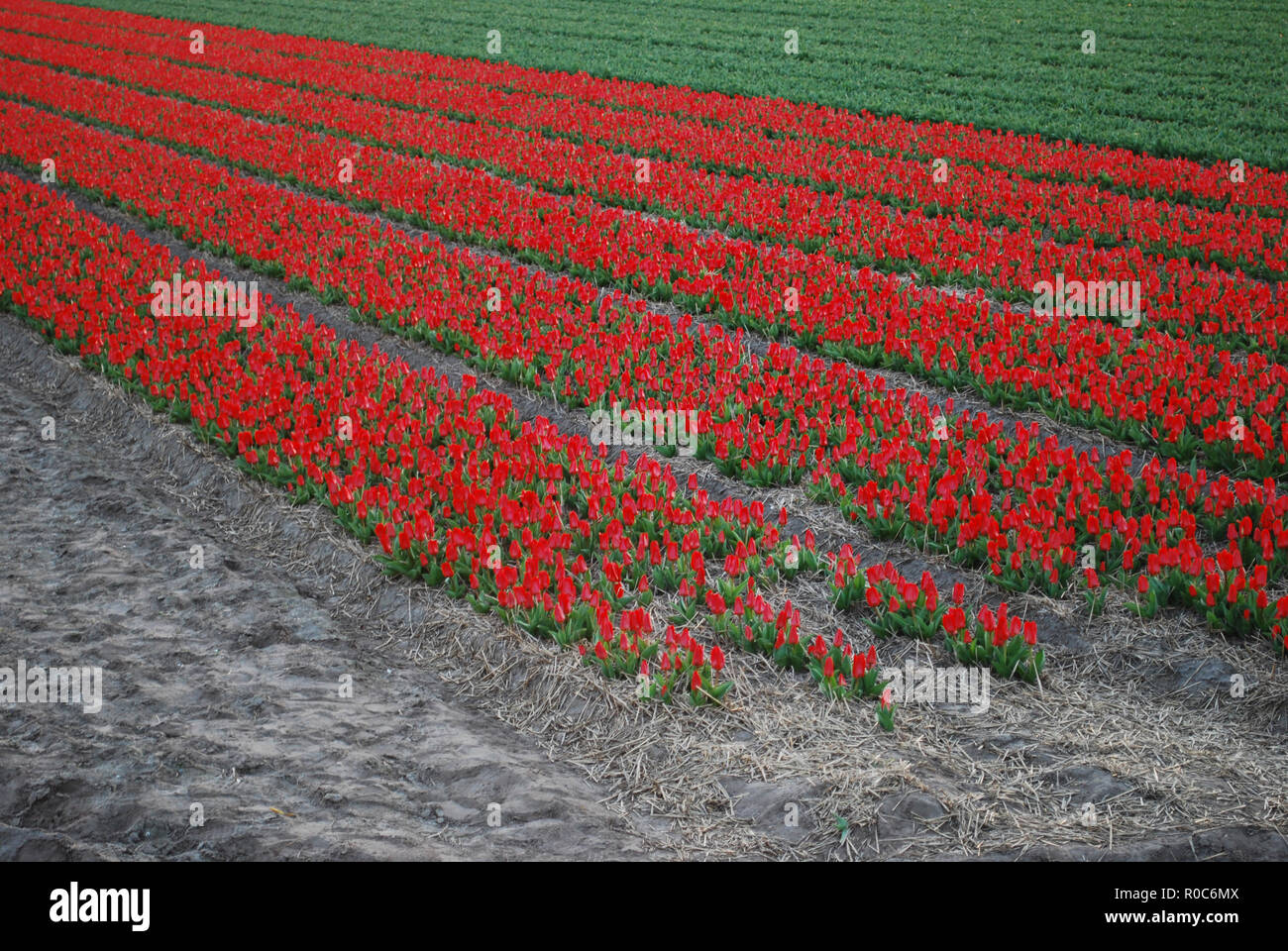 Red tulips with yellow edging growing in a field at sunset in early ...