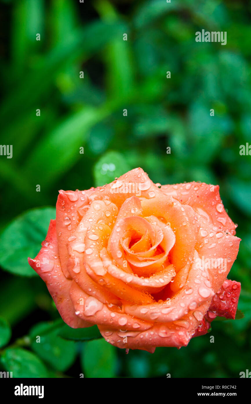 beautiful rose with water drops in the garden Stock Photo - Alamy