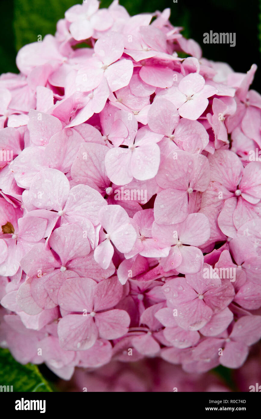 closeup image of pink hydrangea Stock Photo - Alamy