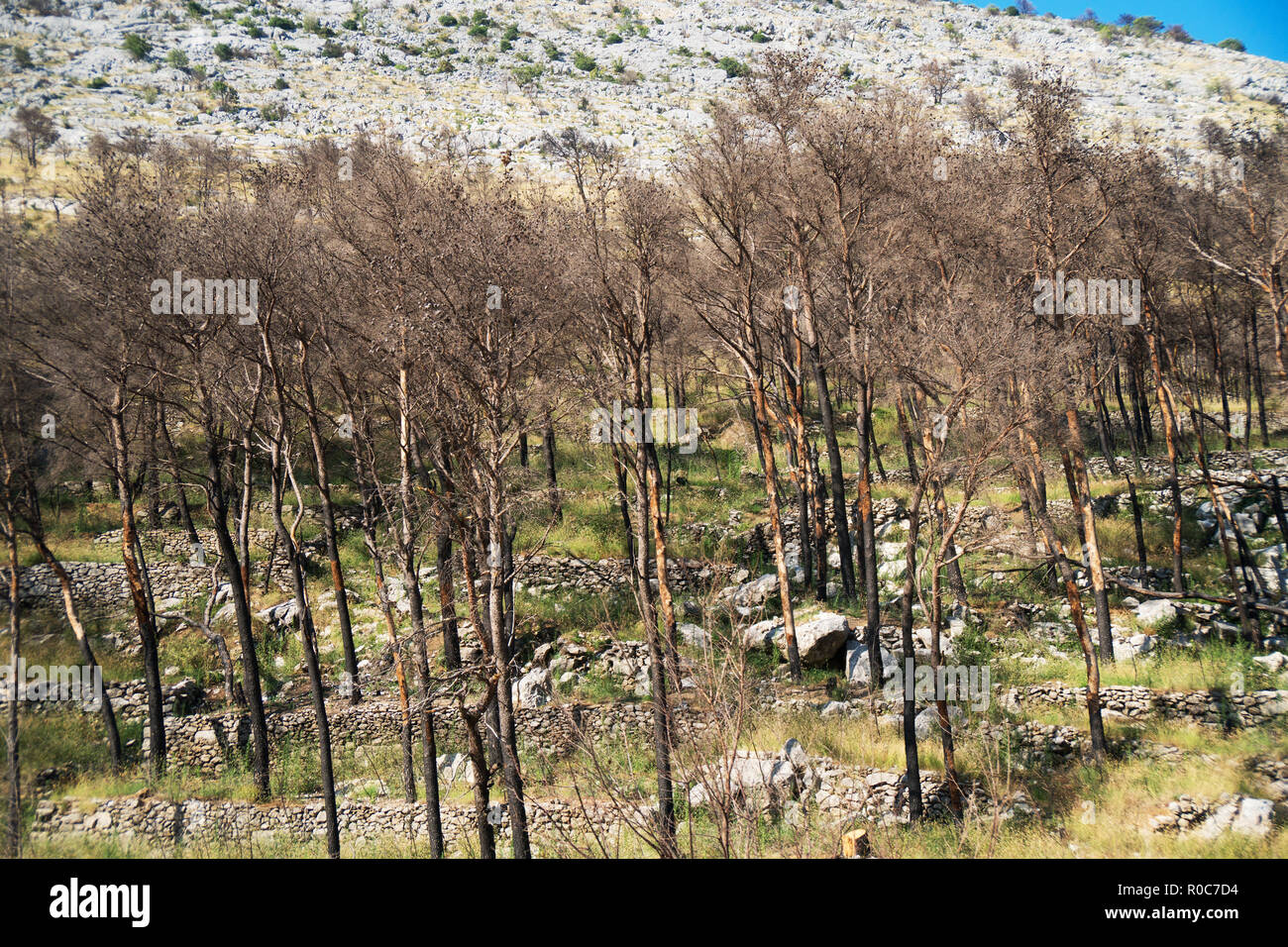Scorched forest hi-res stock photography and images - Alamy
