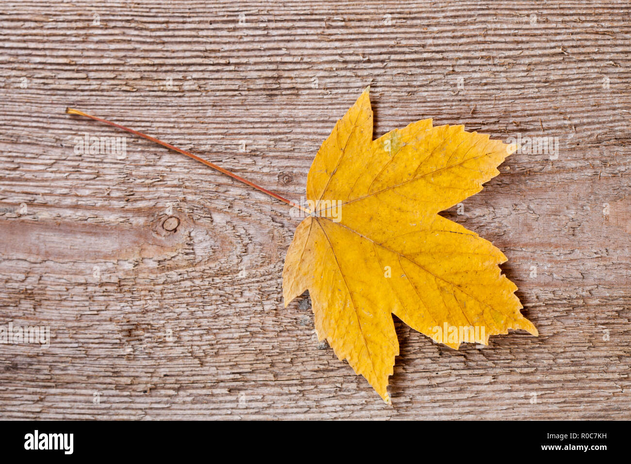 Rustic maple leaf blank hi-res stock photography and images - Alamy