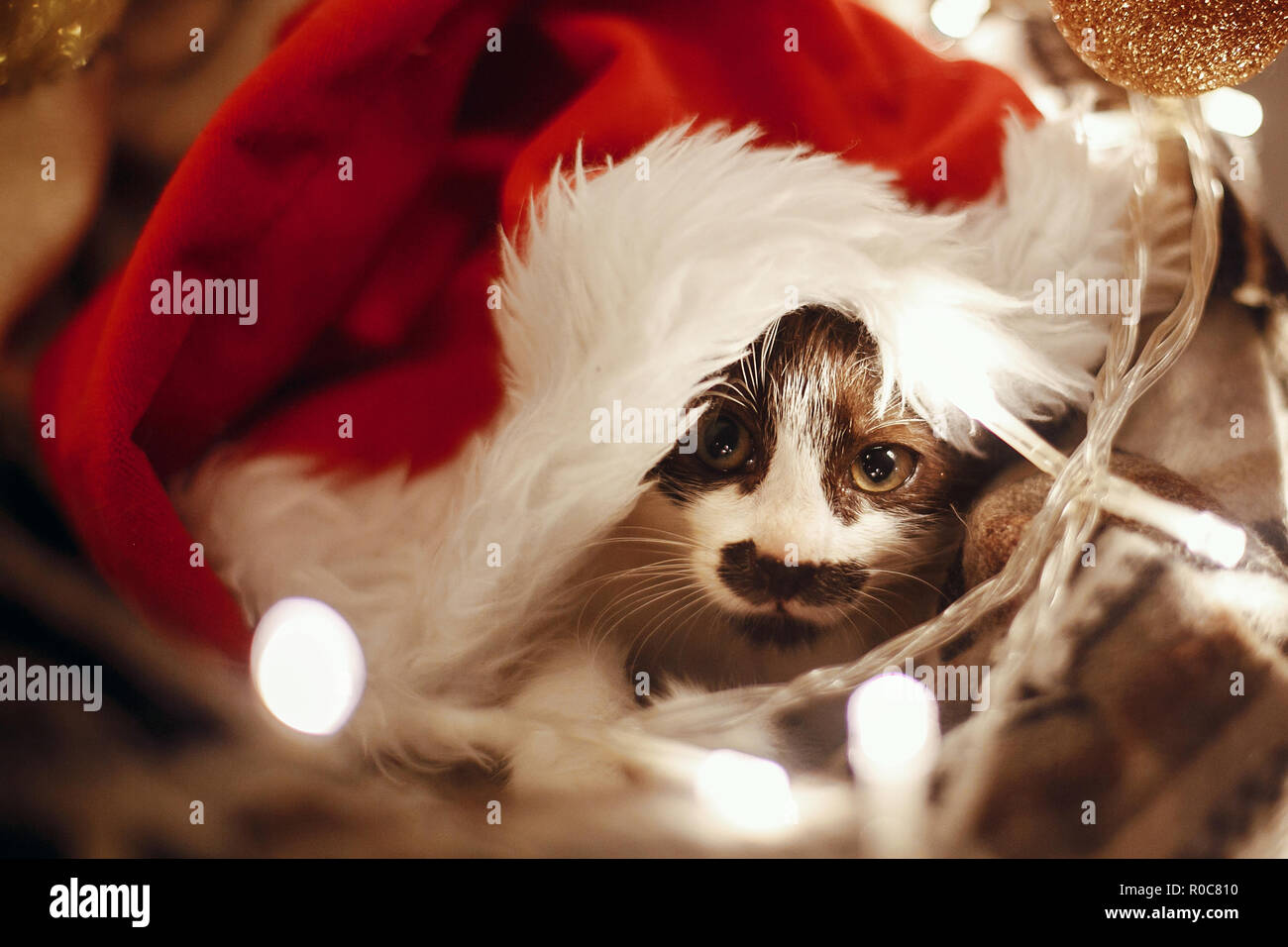 Cute kitty in santa hat sitting in basket with lights and ornaments ...