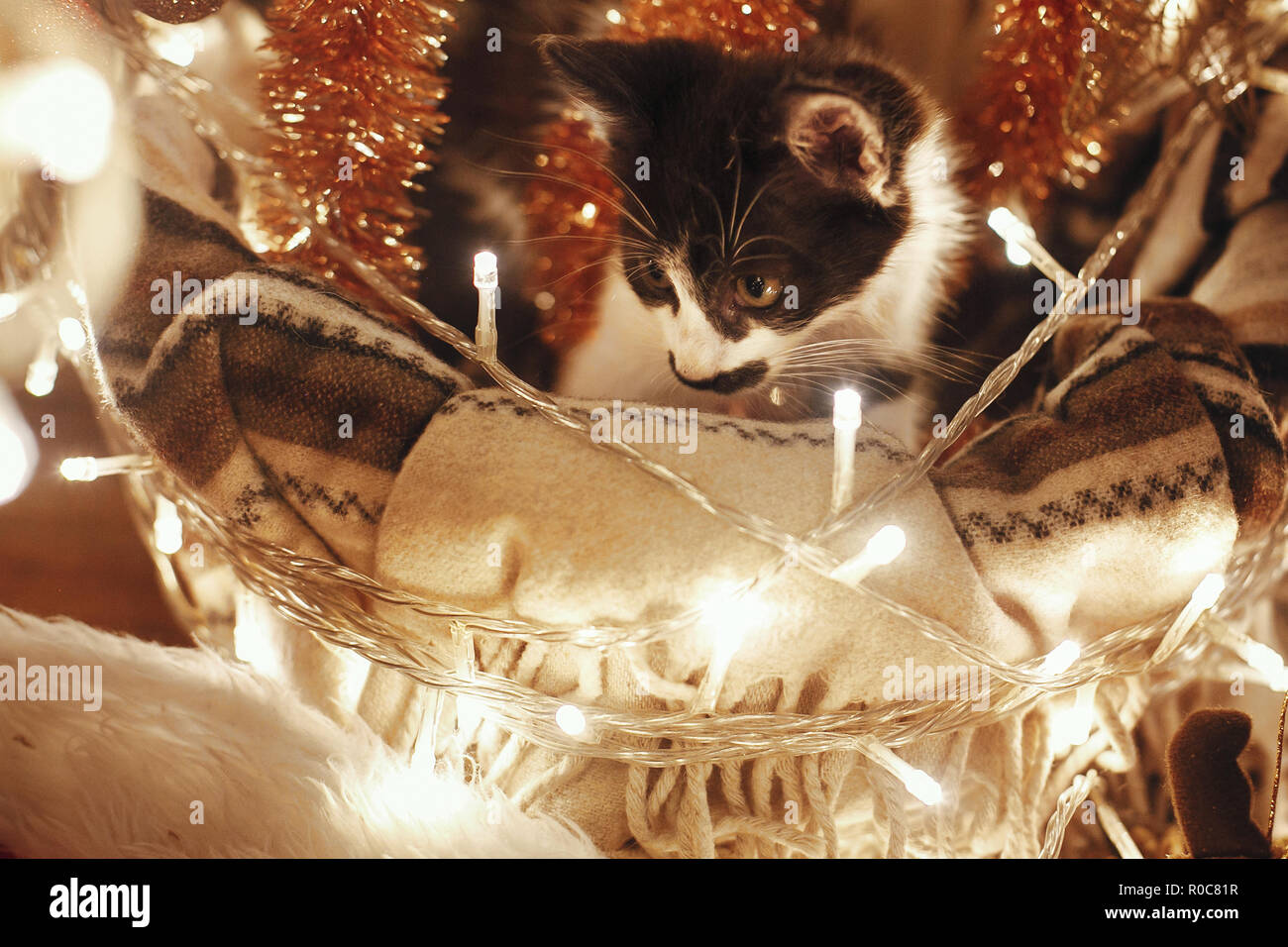 Cute kitty sitting in basket with garland lights under christmas tree ...