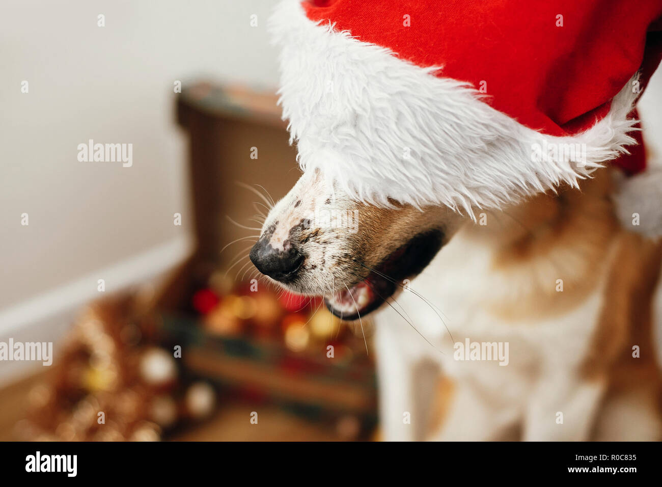 Cute dog in santa hat on eyes and funny emotions sitting in festive ...