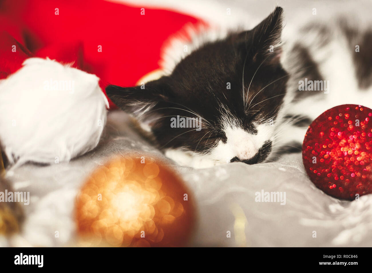 Cute kitty sleeping in santa hat on bed with gold and red christmas ...
