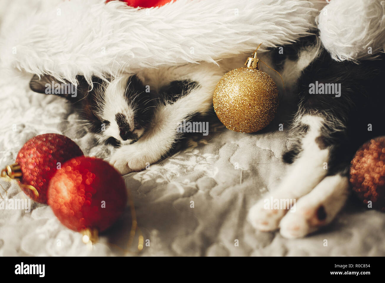 Cute kitty sleeping in santa hat on bed with gold and red christmas ...