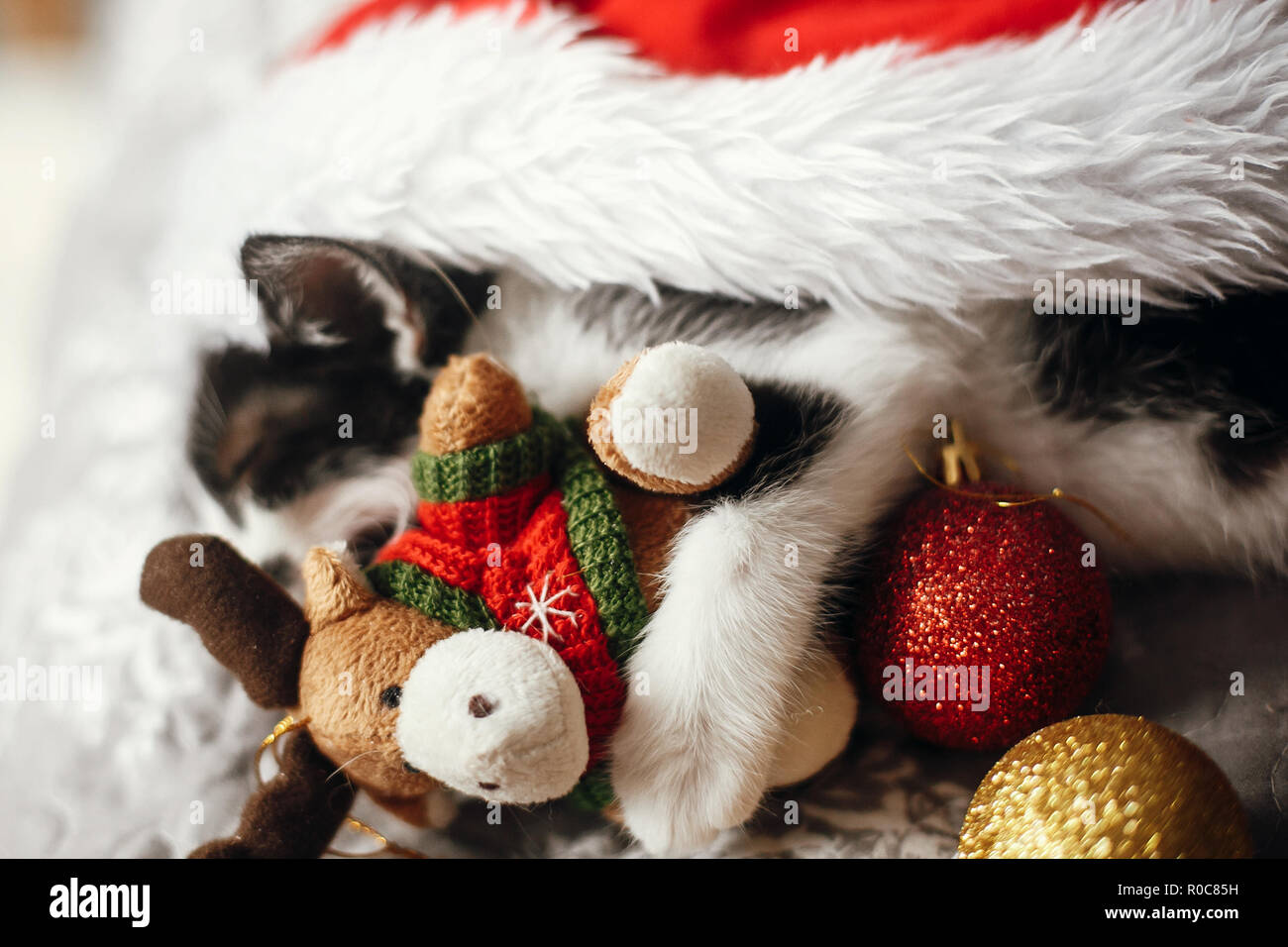 Cute kitty sleeping in santa hat with reindeer toy on bed with gold and ...