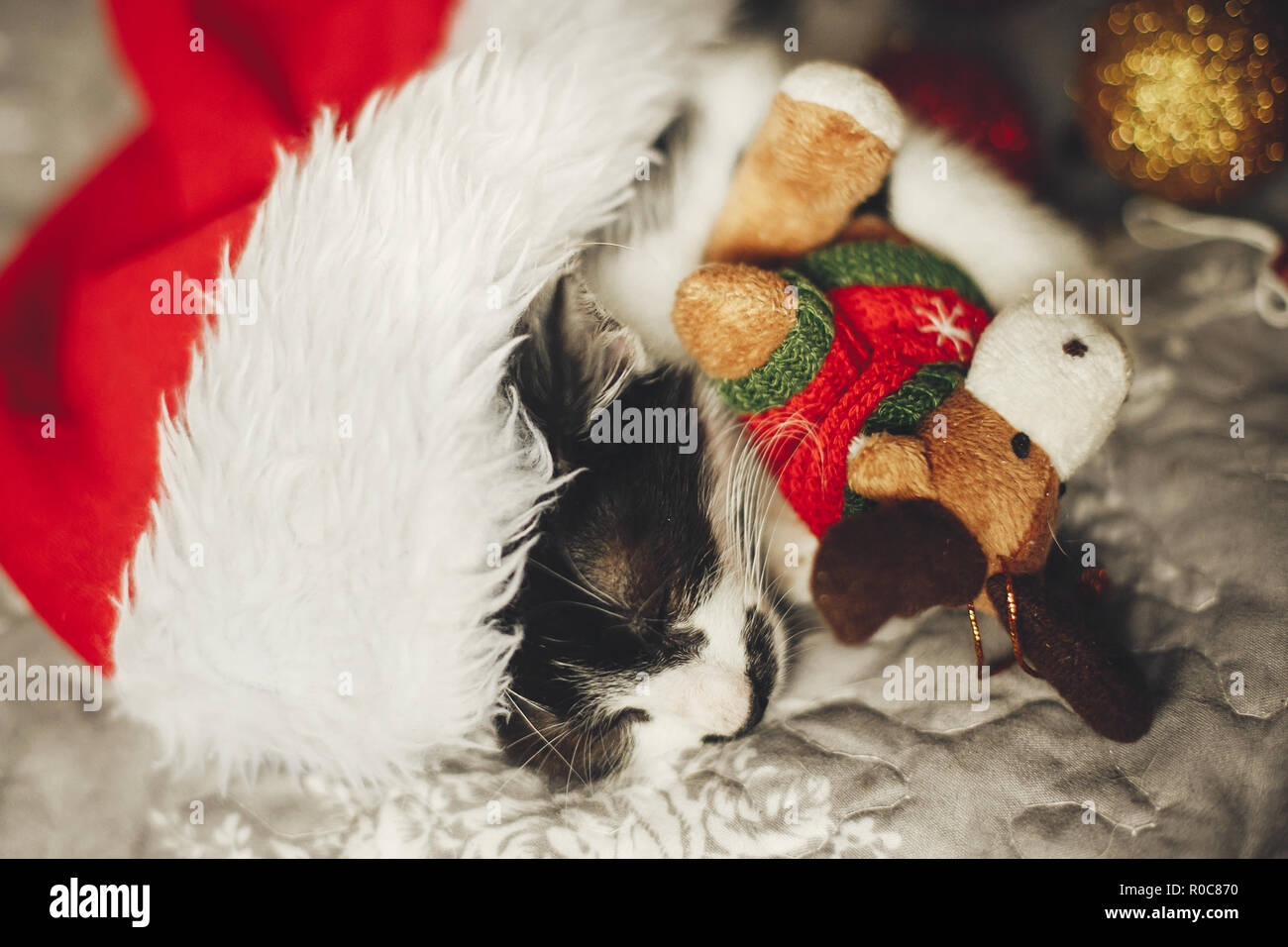 Cute kitty sleeping in santa hat with reindeer toy on bed with gold and ...