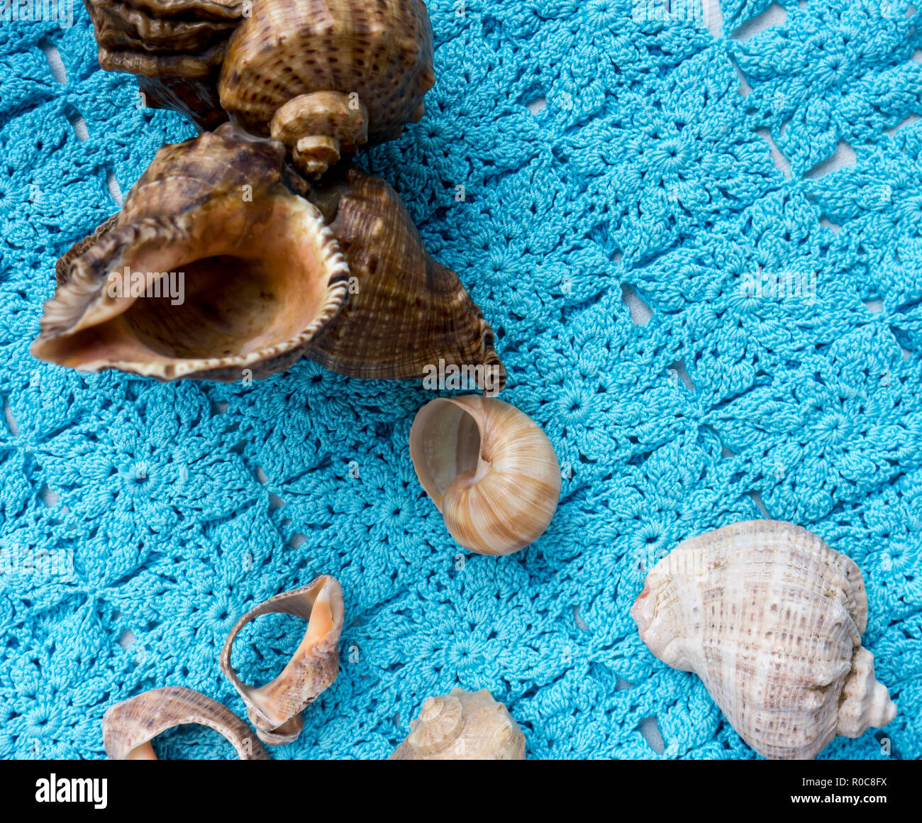 The Seashell objects background and texture Stock Photo - Alamy
