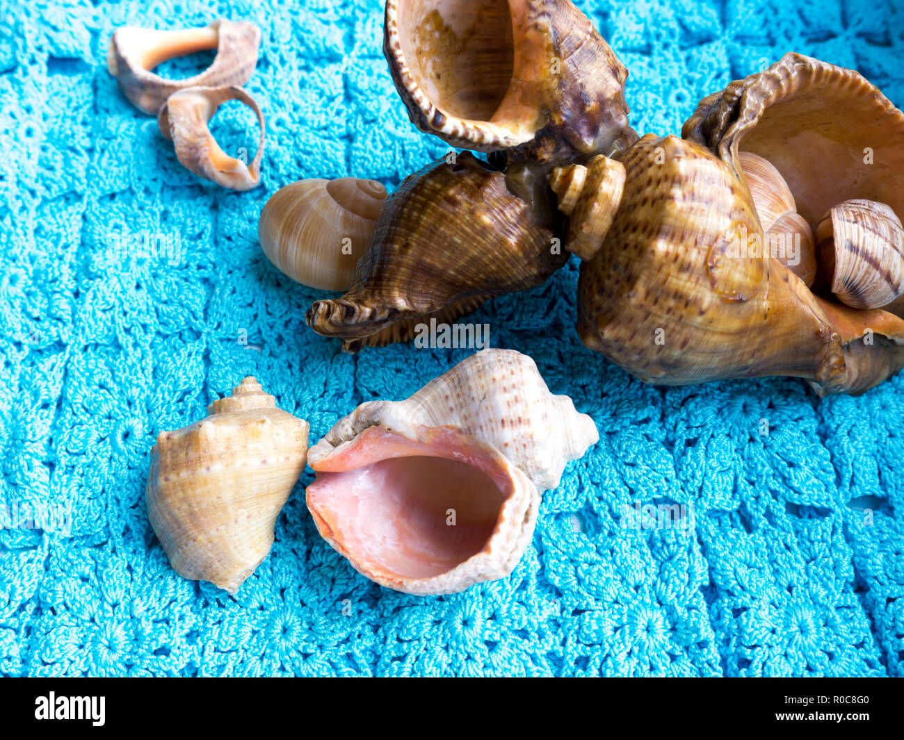 The Seashell objects background and texture Stock Photo - Alamy