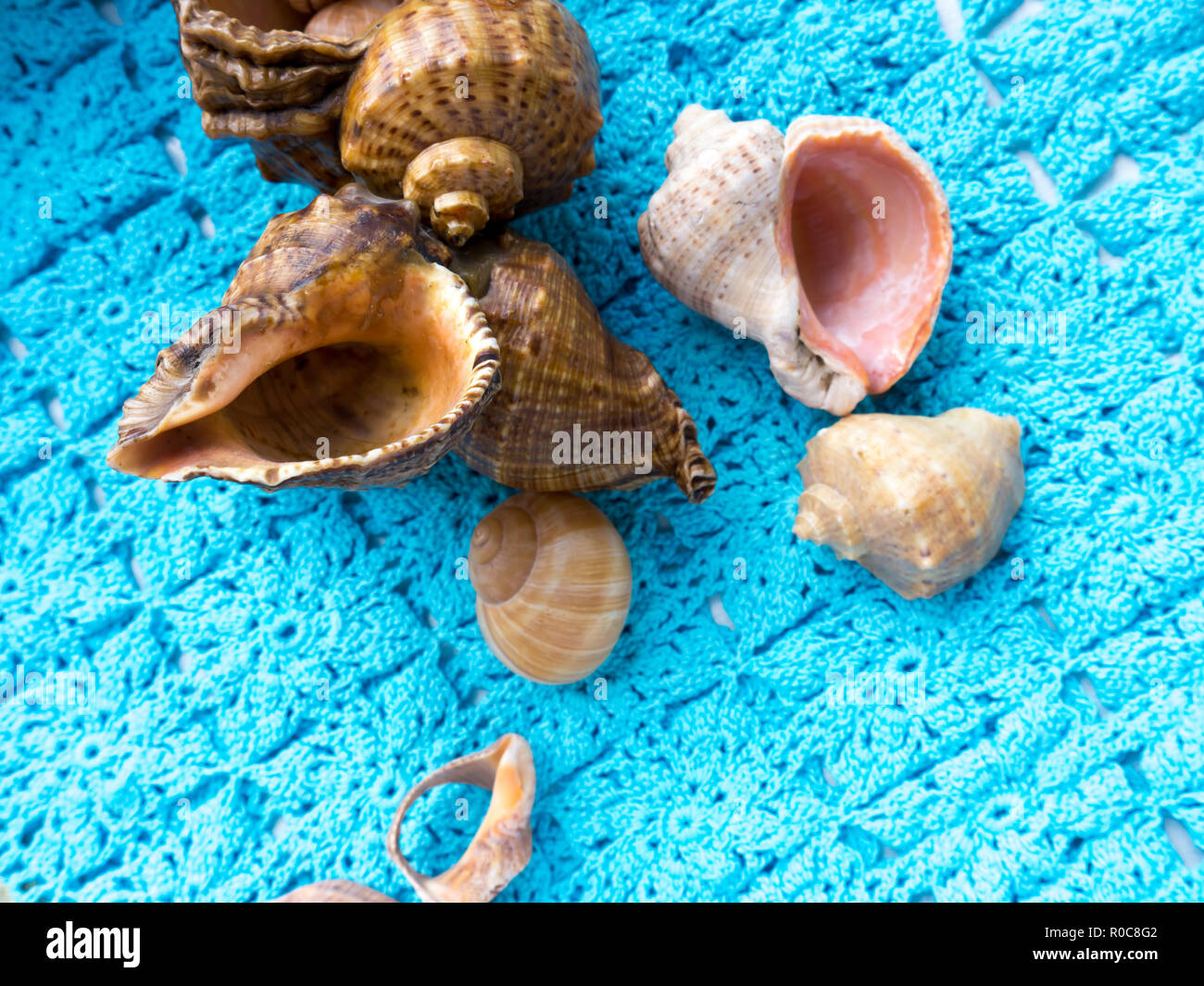 The Seashell objects background and texture Stock Photo - Alamy