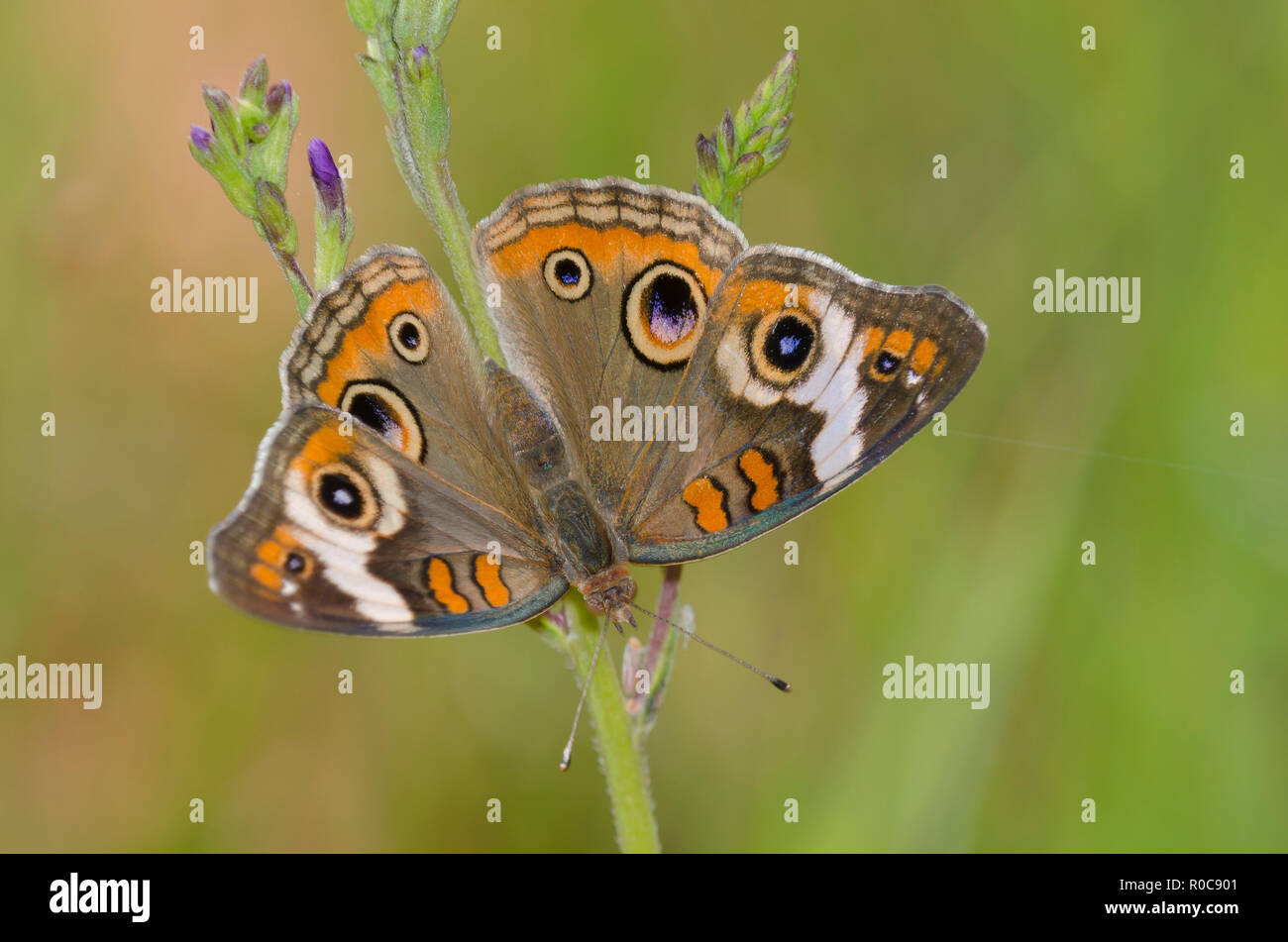 Common Buckeye, Junonia coenia Stock Photo - Alamy