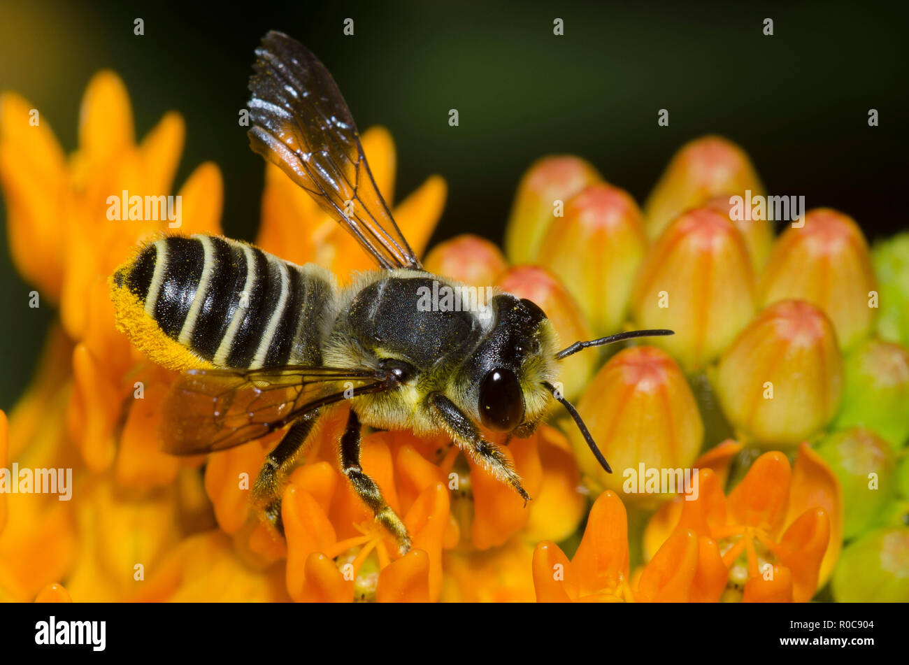 Leaf-cutter Bee, Megachile sp., on orange milkweed, Asclepias tuberosa ...