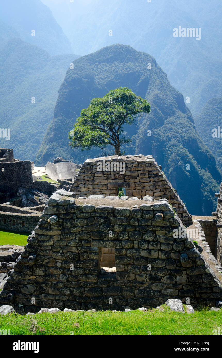 Inca tree hi-res stock photography and images - Alamy