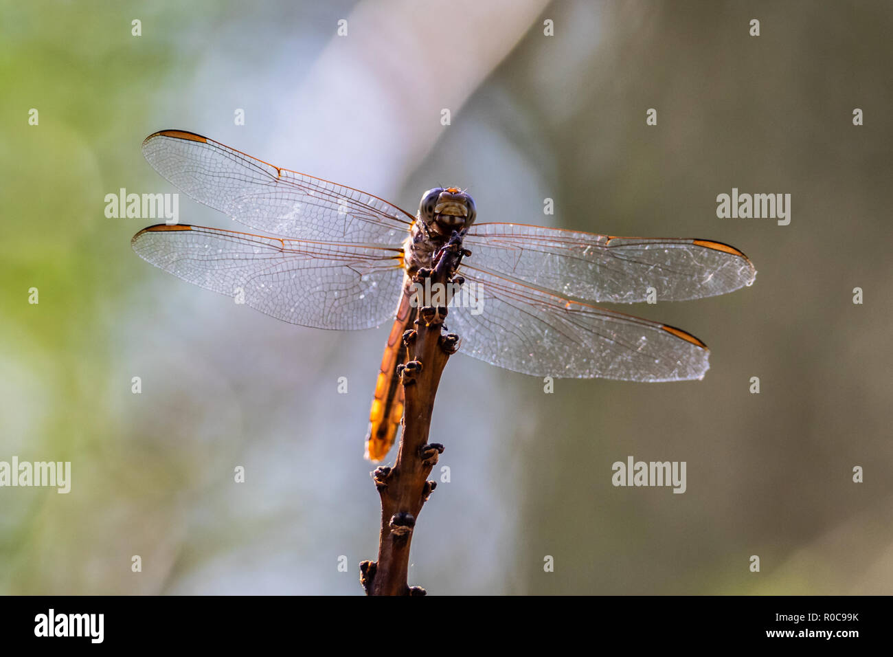 Closeup of dragonfly perched on a tall plant in Arizona's Sonoran ...