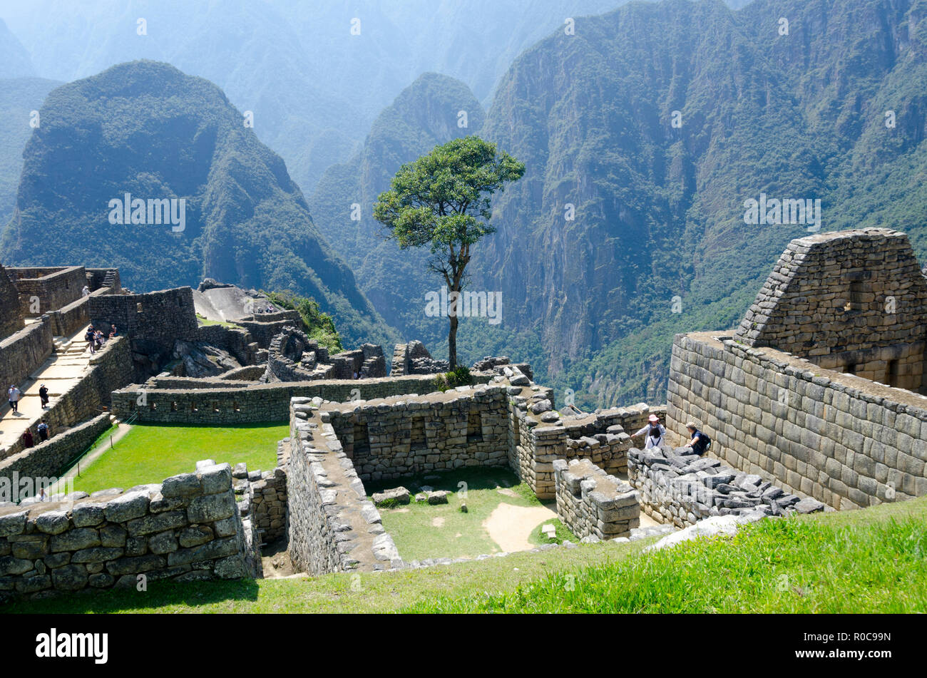 Inca tree hi-res stock photography and images - Alamy