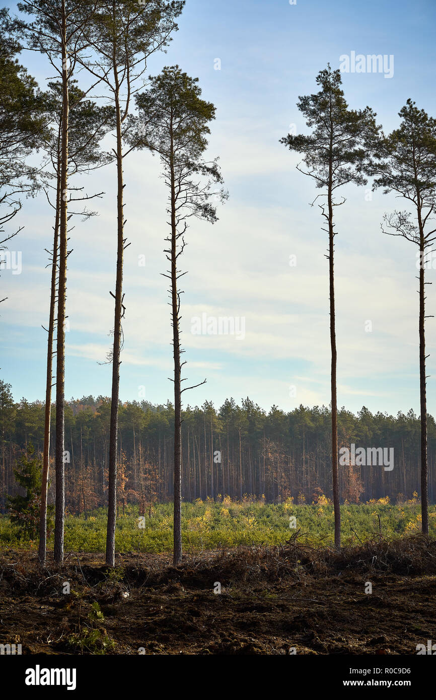 tall trees in a beautiful pine forest in an autumn morning Stock Photo ...
