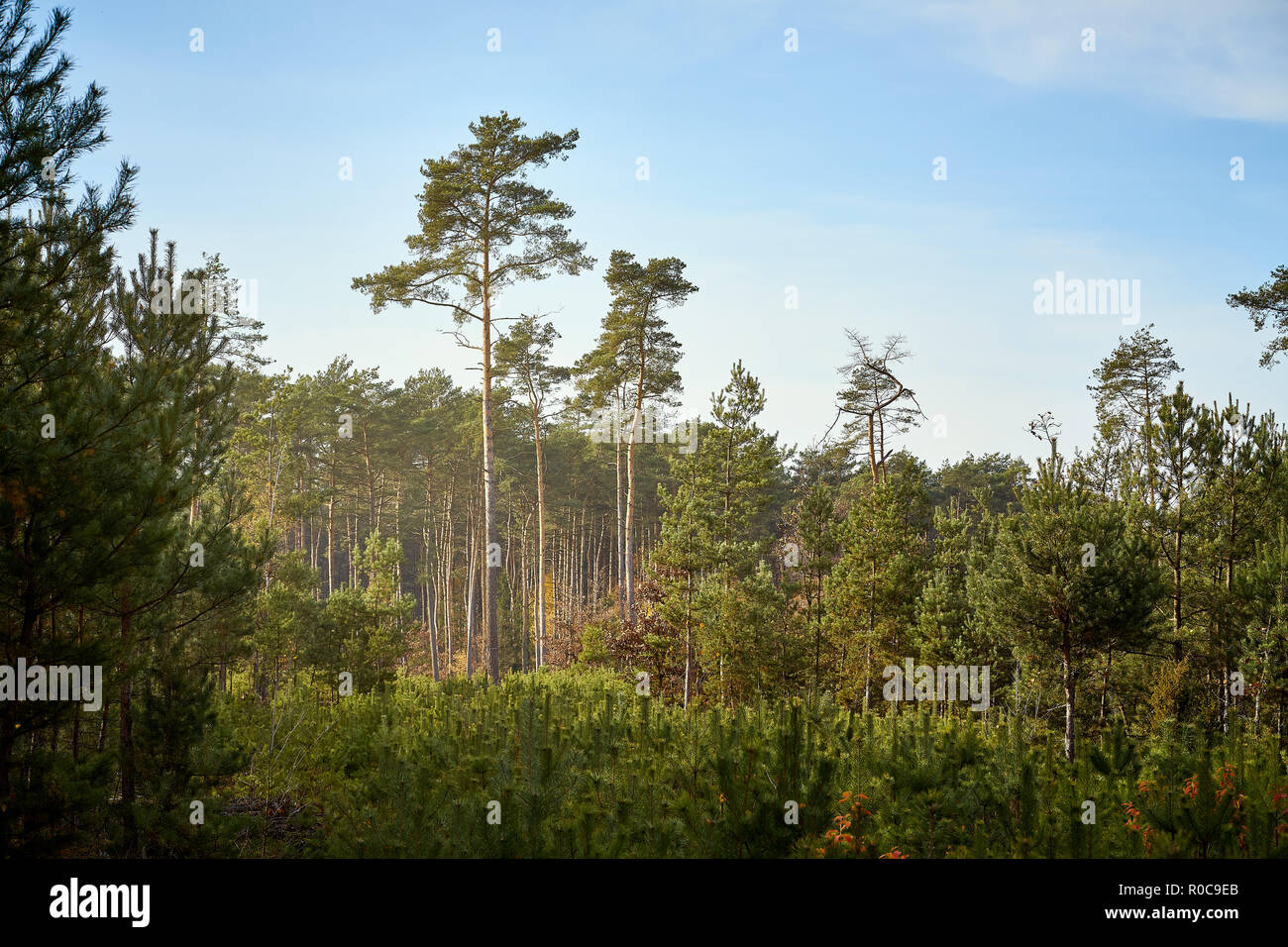 tall trees in a beautiful pine forest in an autumn morning Stock Photo ...