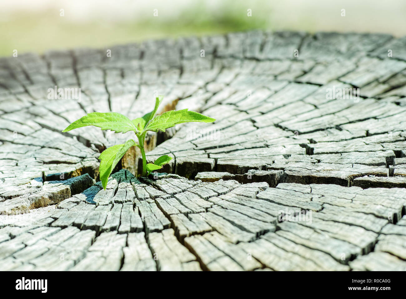 Birth of a big tree hi-res stock photography and images - Alamy