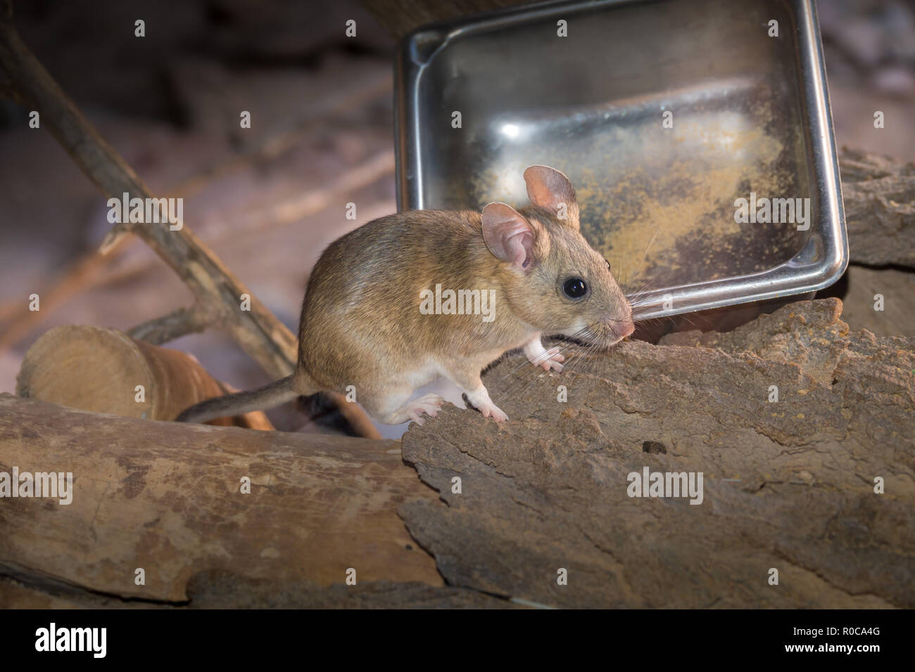 Pack Rat sitting by stainless steel food tray on ground profile Stock ...