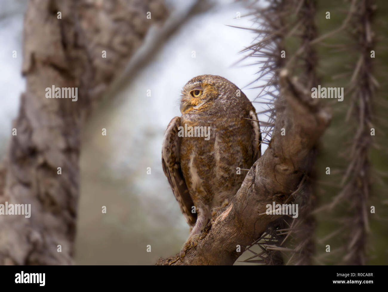 Elf owl hi-res stock photography and images - Alamy