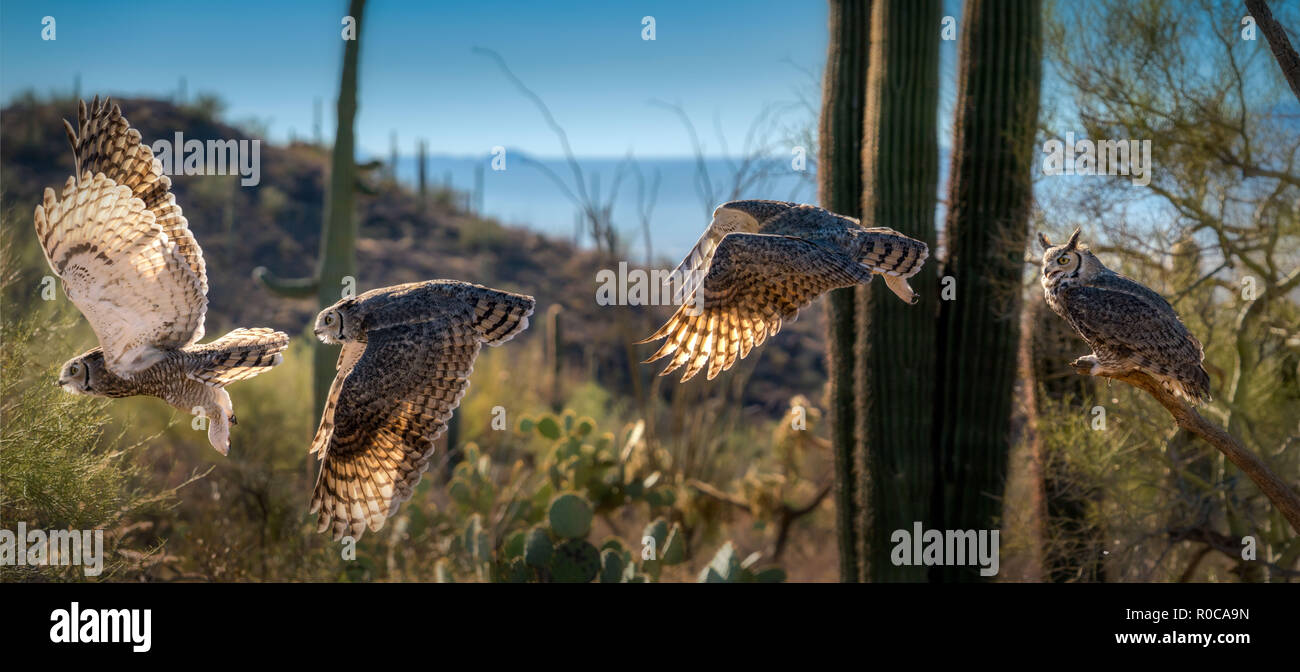 Great Horned Owl with Talons and Yellow Eyes Stock Photo - Alamy