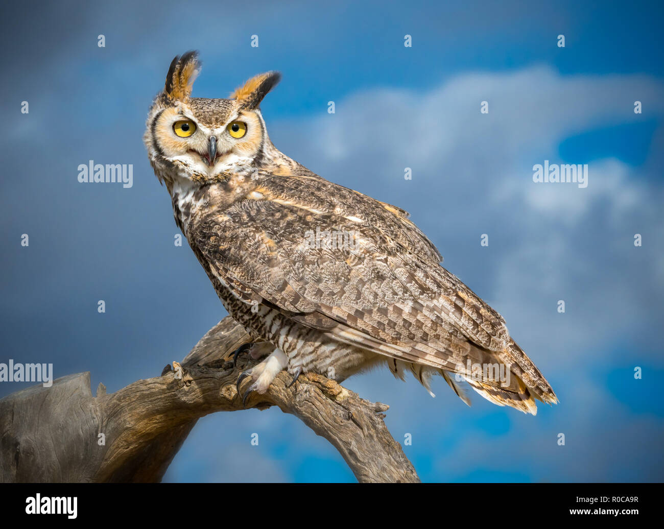Great horned owl talons hi-res stock photography and images - Alamy