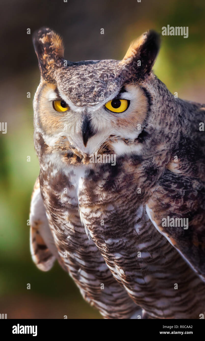 Great Horned Owl with Talons and Yellow Eyes Stock Photo - Alamy