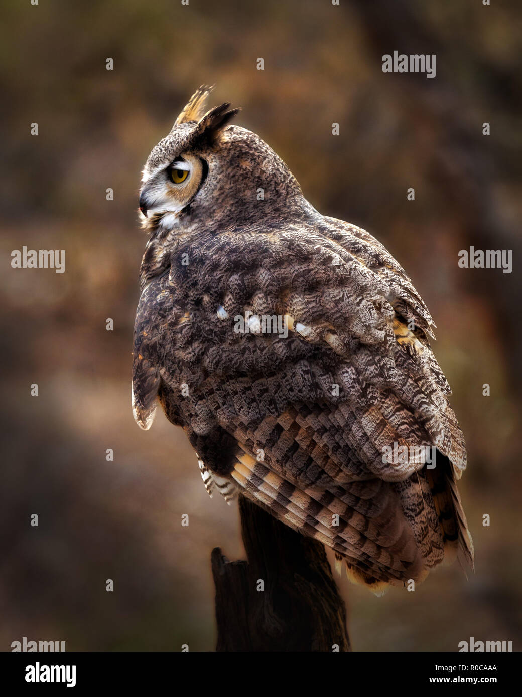 Great Horned Owl with Talons and Yellow Eyes Stock Photo - Alamy