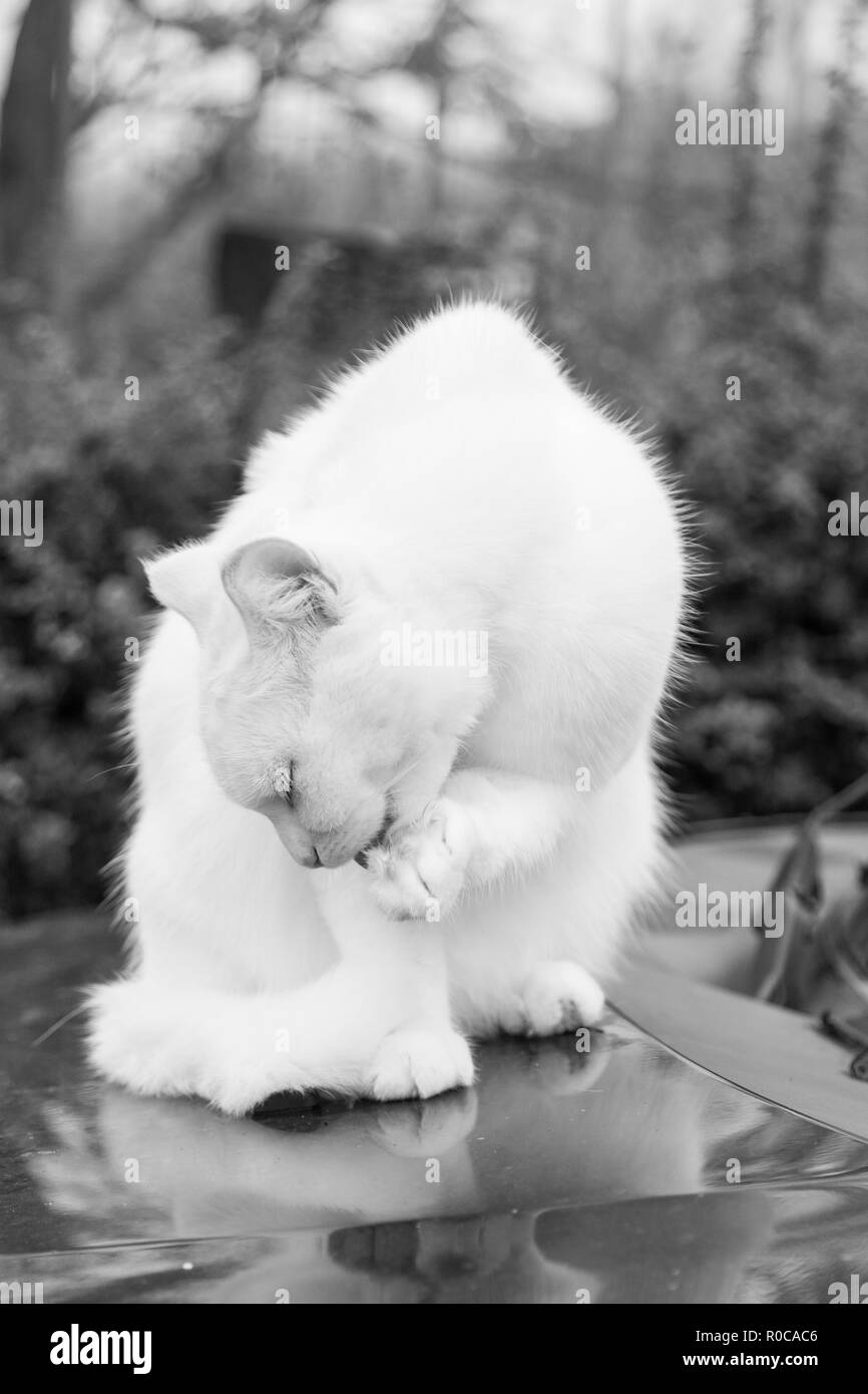 Beauty stray cat outdoor in cleaning time Stock Photo - Alamy