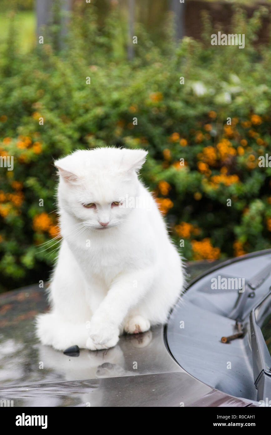 Beauty farm cat in a courtyard Stock Photo - Alamy