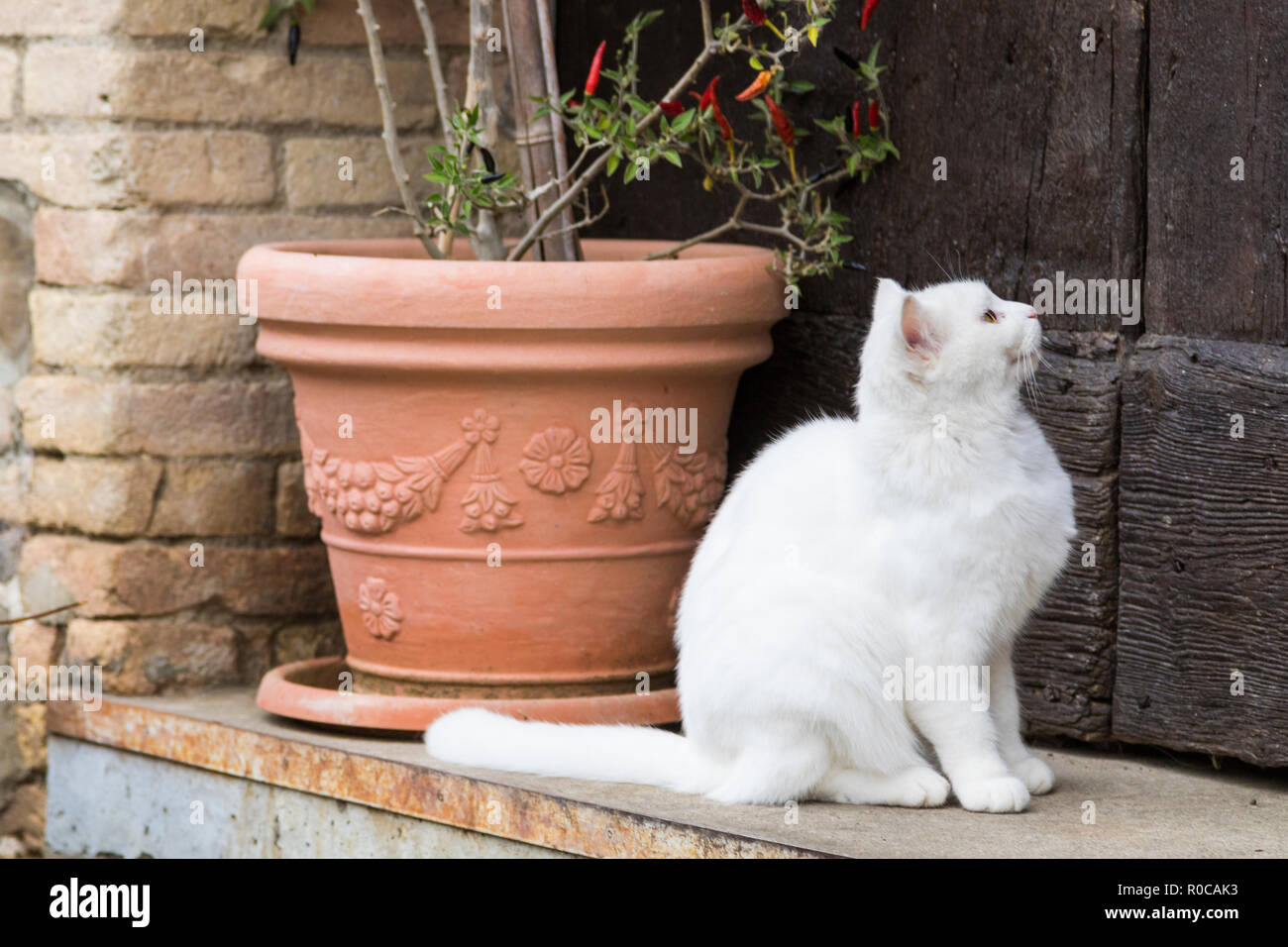 Beauty farm cat in a courtyard looking the door Stock Photo - Alamy
