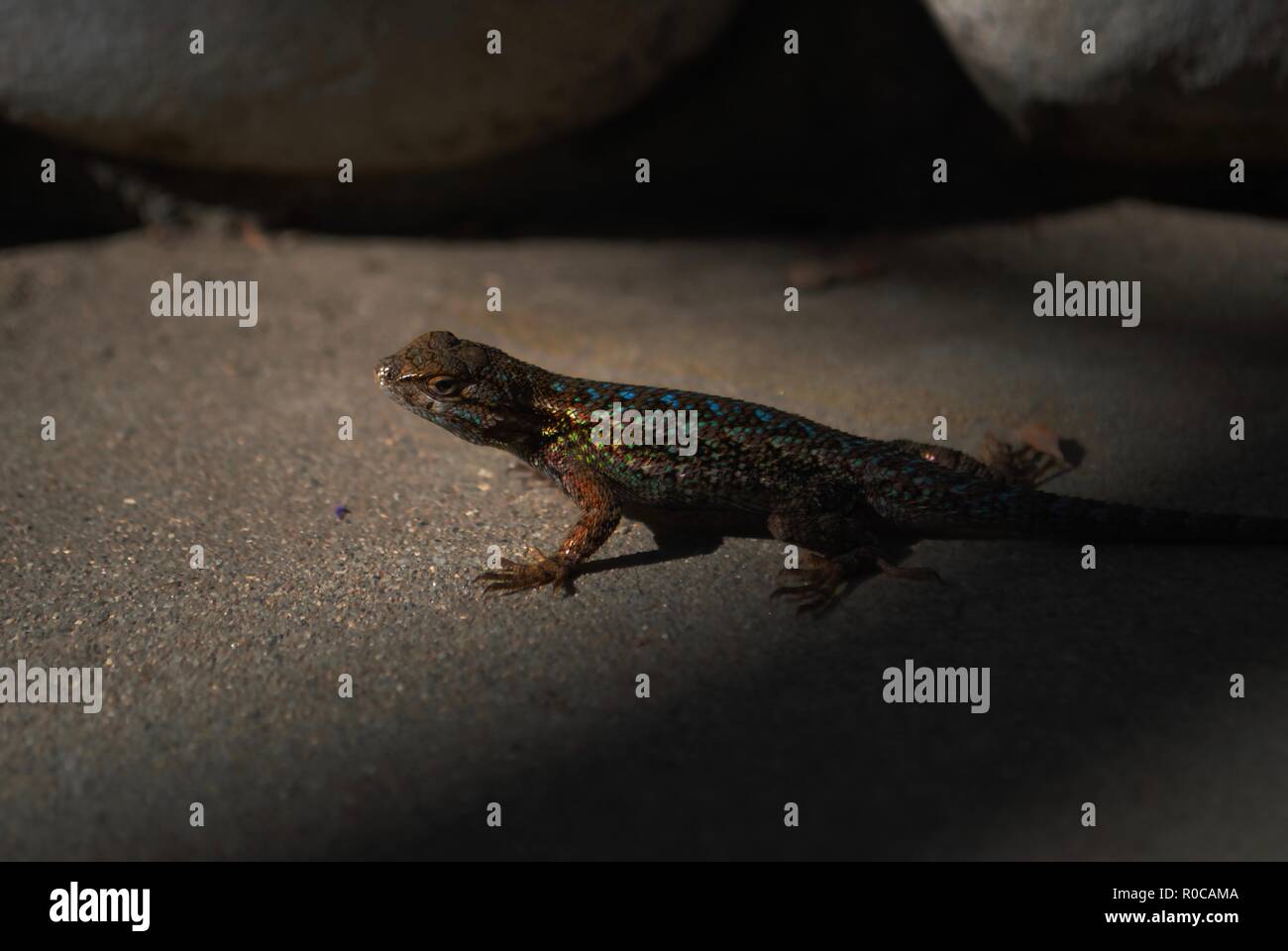 Colorful lizard hi-res stock photography and images - Alamy