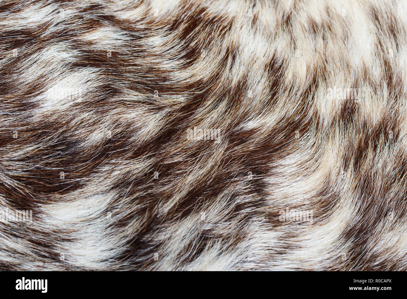 Goat hair texture hi-res stock photography and images - Alamy