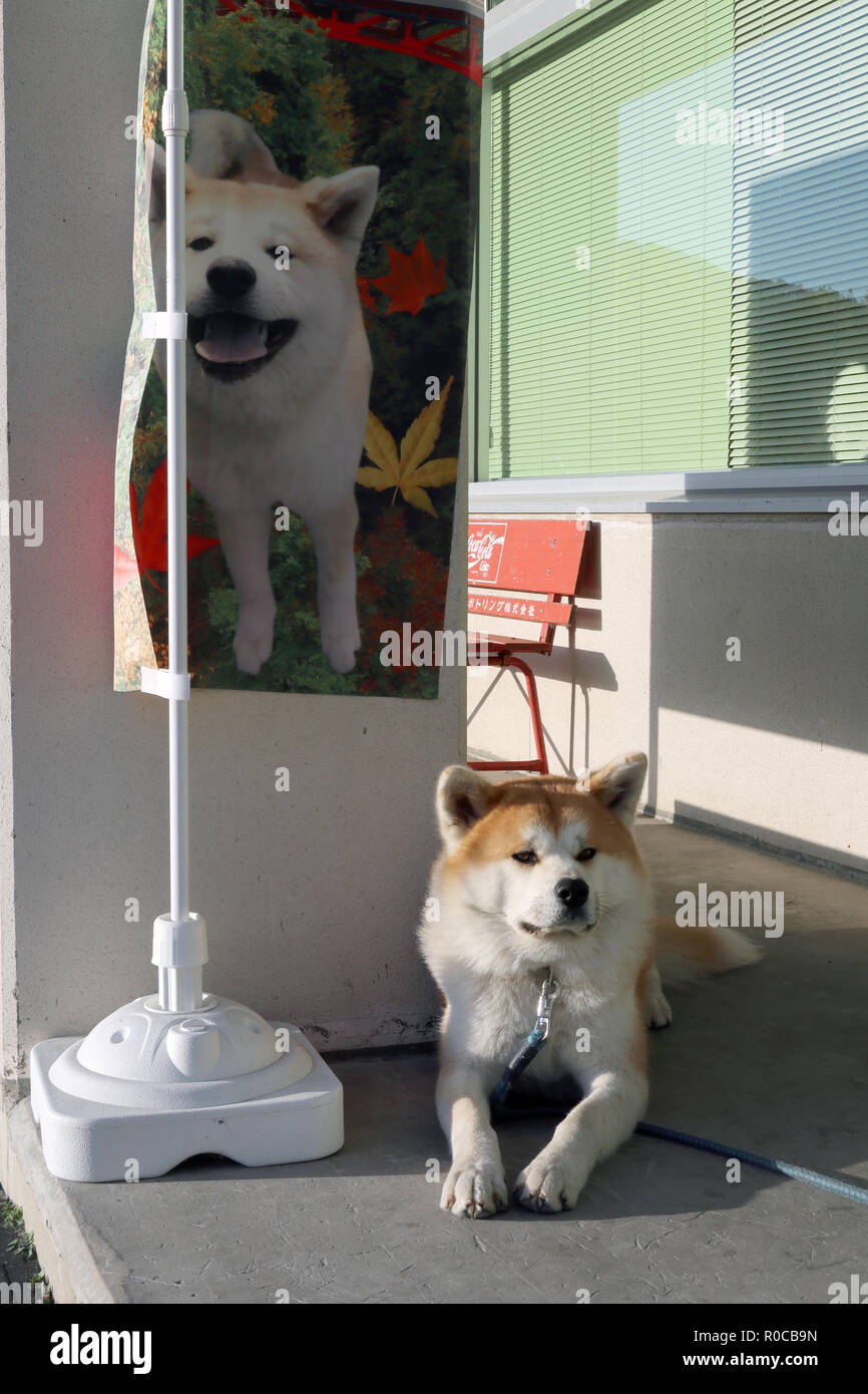 Akita dog, symbol of Akita Prefecture, Japan Stock Photo - Alamy