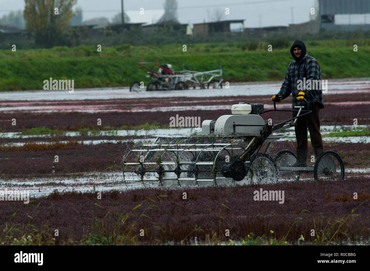 Cranberry farm hi-res stock photography and images - Alamy