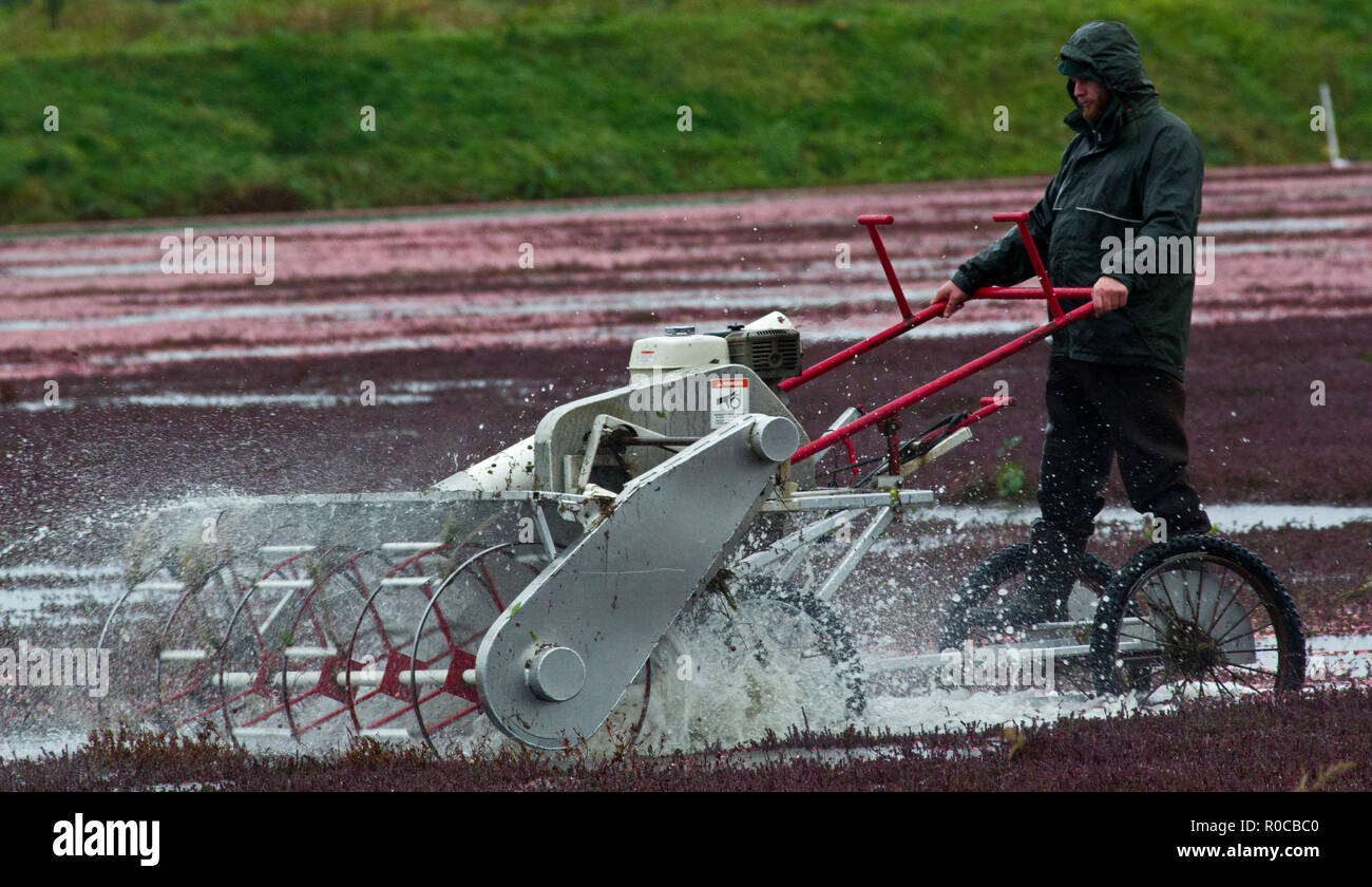 Cranberry farm hi-res stock photography and images - Alamy