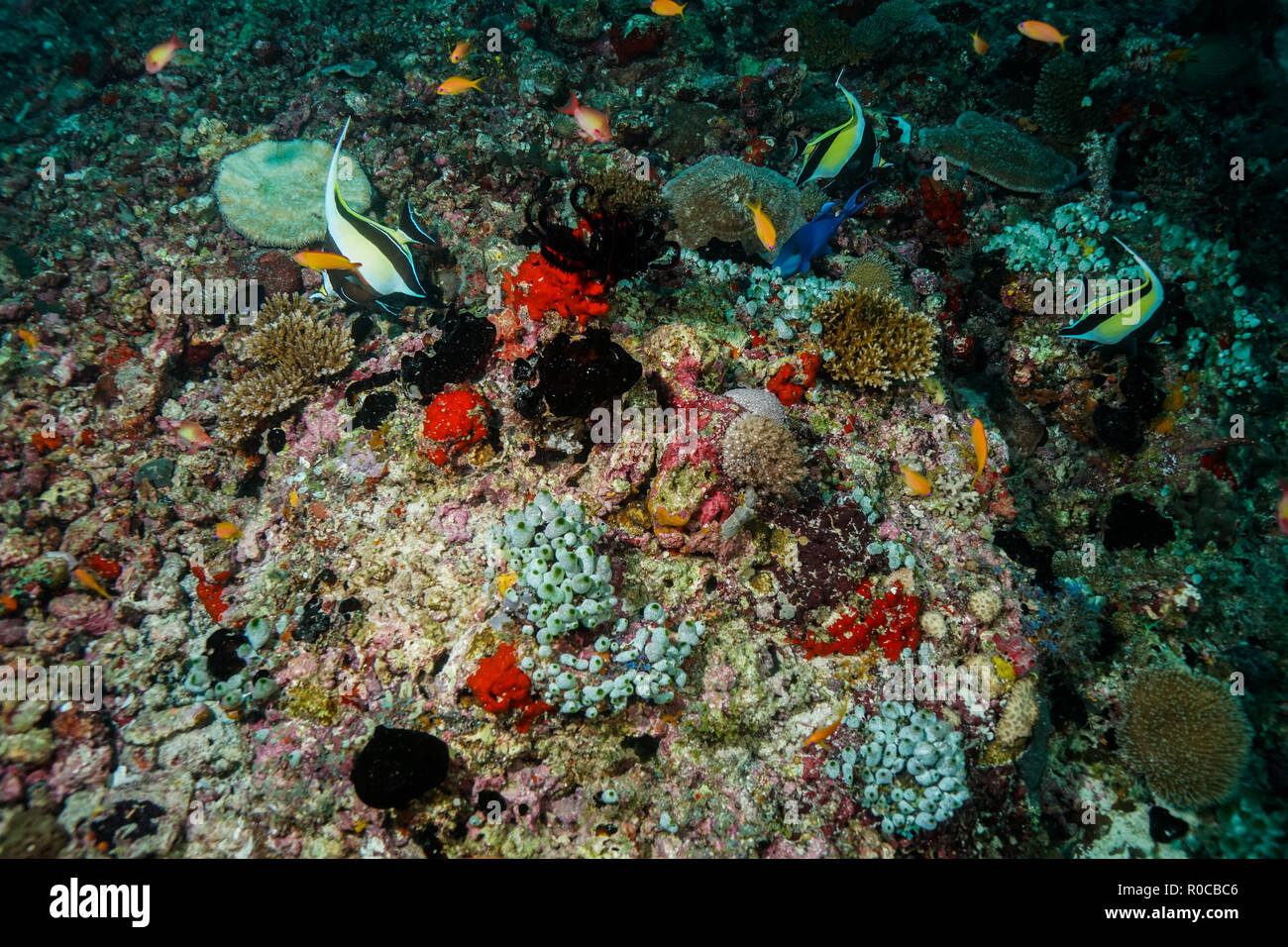 Tropical fish at the Maldives Stock Photo - Alamy
