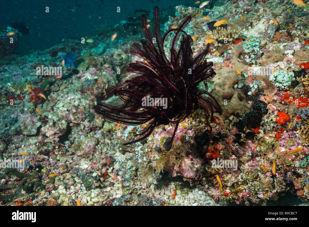 Feather Starfish at the Maldives Stock Photo - Alamy