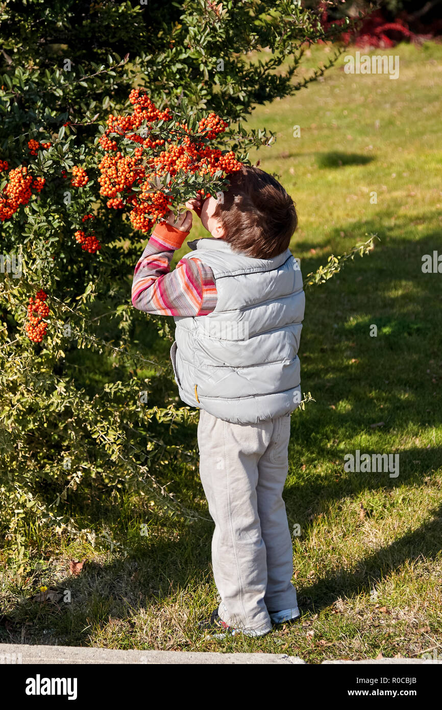 Curious kid smells the rowan berries on the mountain ash tree in the ...